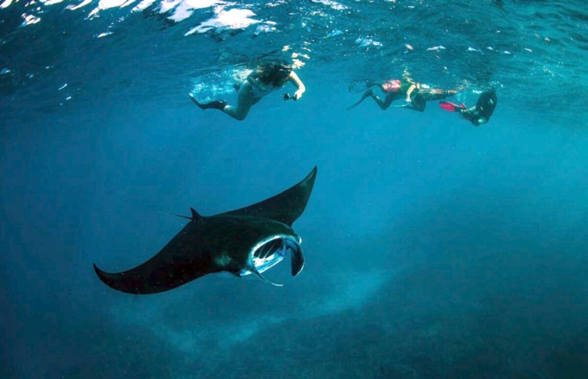 Marine Conservation Bali - Legend Diving Penida